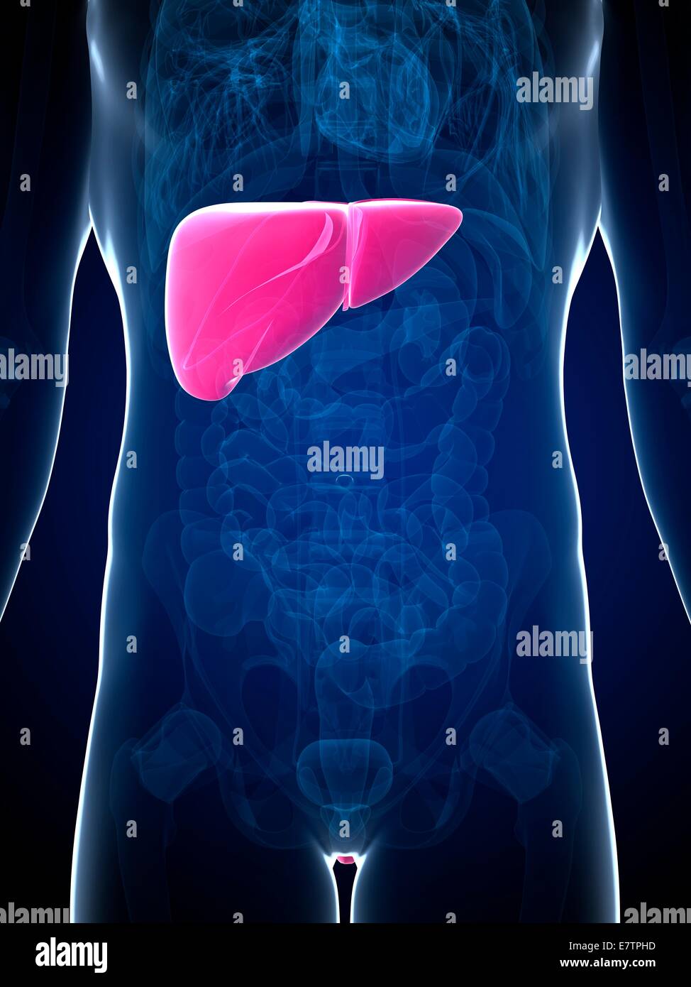 Human liver, computer artwork Stock Photo - Alamy
