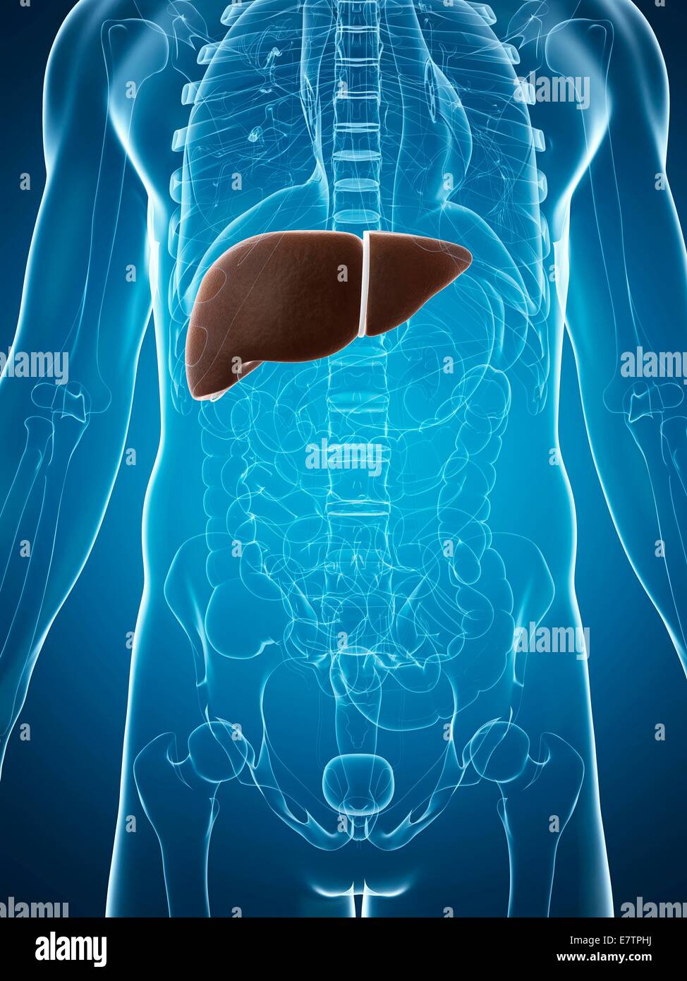 Human liver, computer artwork Stock Photo - Alamy