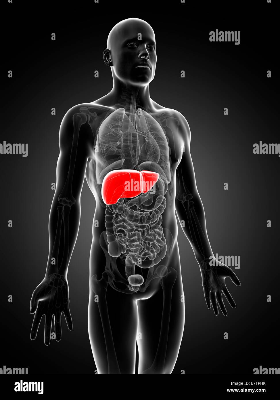 Human liver, computer artwork Stock Photo - Alamy