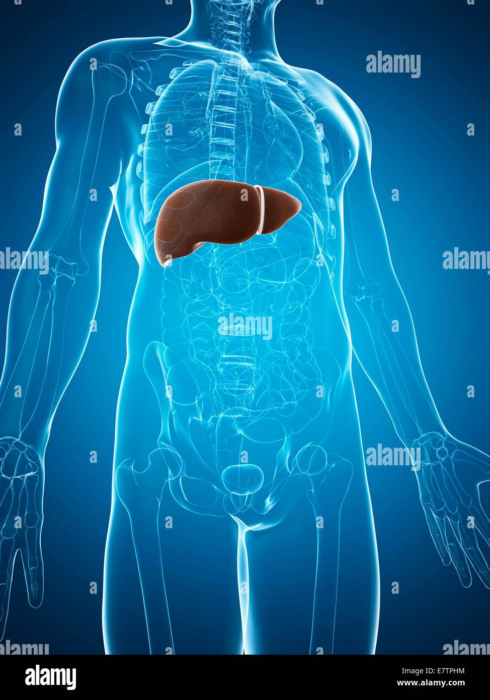 Human liver, computer artwork Stock Photo - Alamy