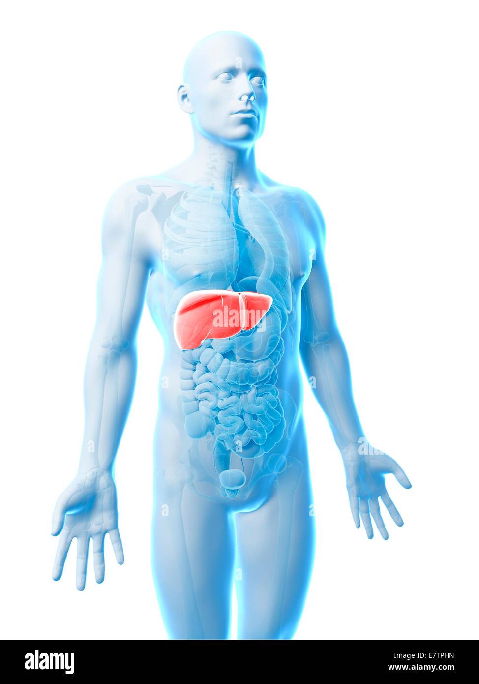 Human liver, computer artwork Stock Photo - Alamy