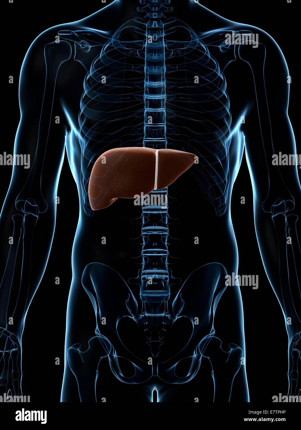 Human liver, computer artwork Stock Photo - Alamy