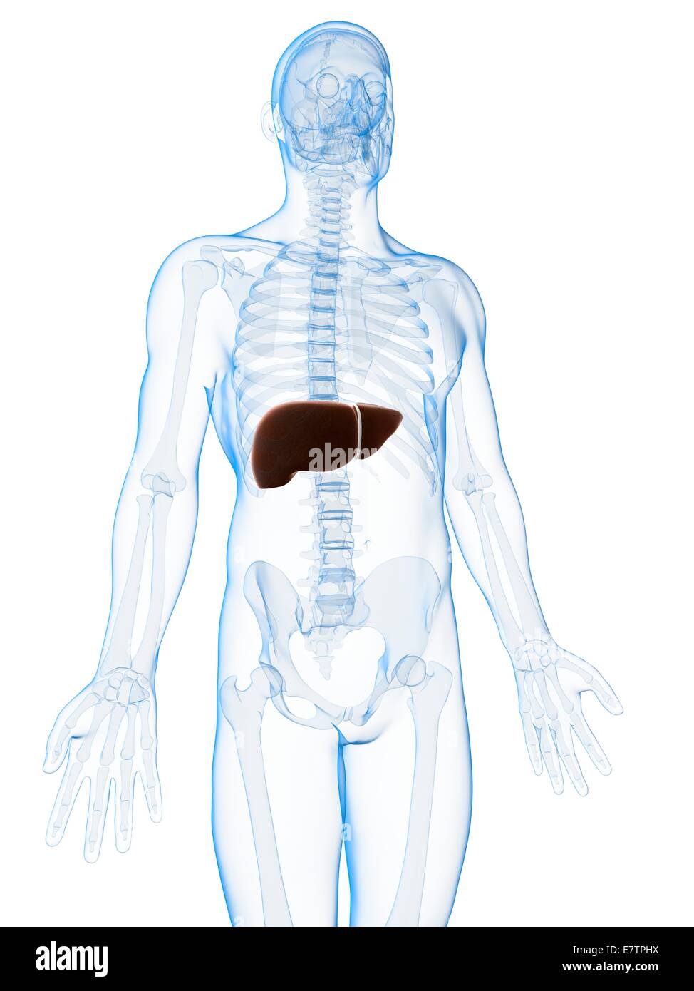 Human liver, computer artwork Stock Photo - Alamy