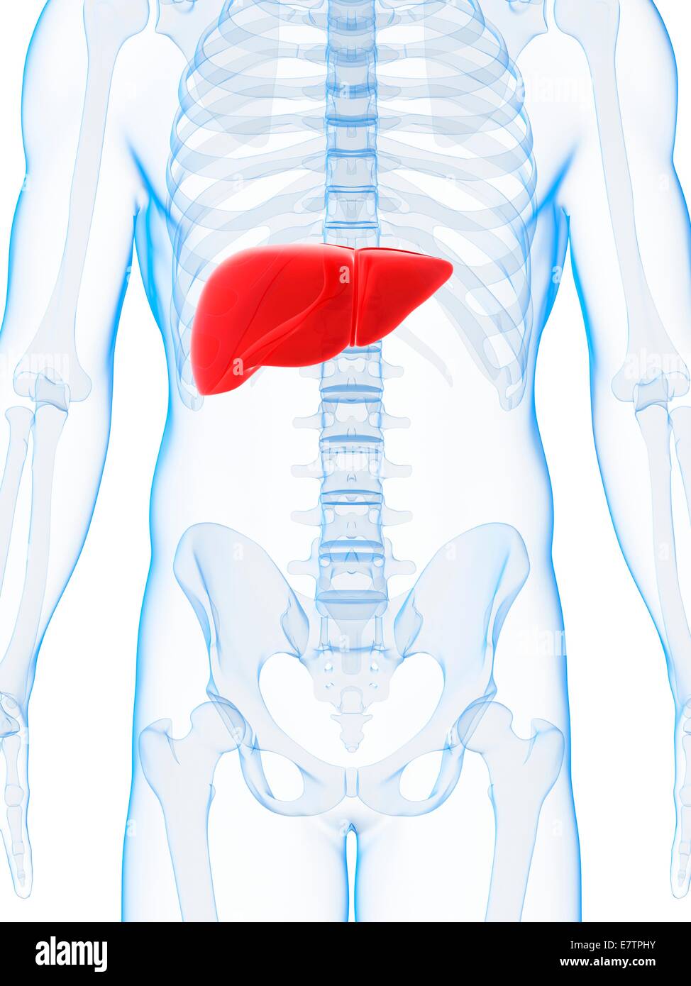 Human liver, computer artwork Stock Photo - Alamy