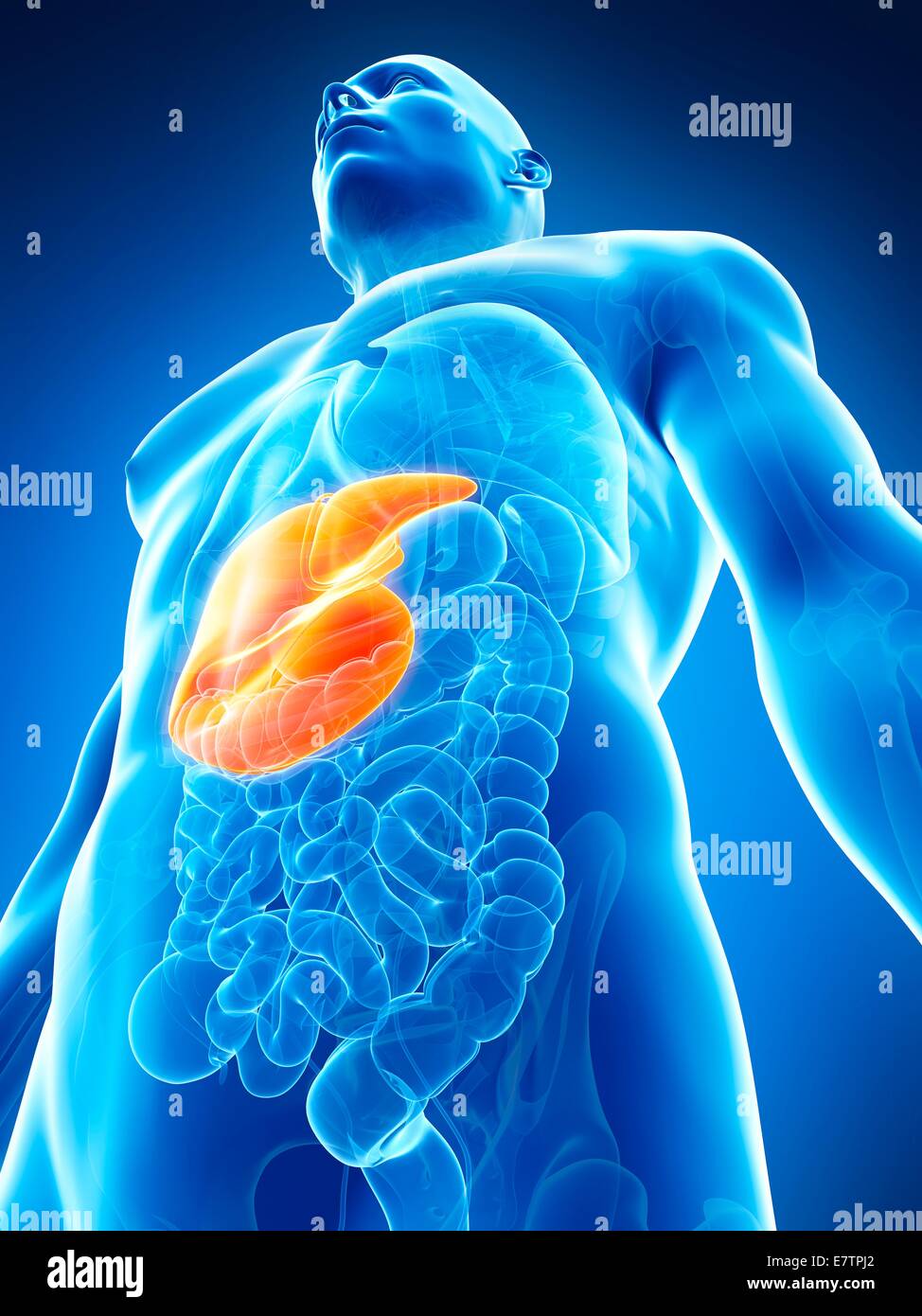 Human liver, computer artwork Stock Photo - Alamy