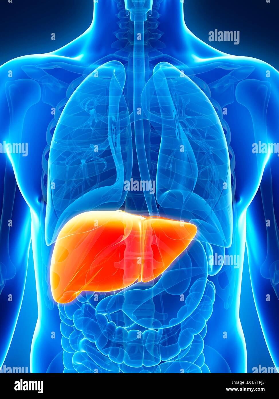Human liver, computer artwork Stock Photo - Alamy
