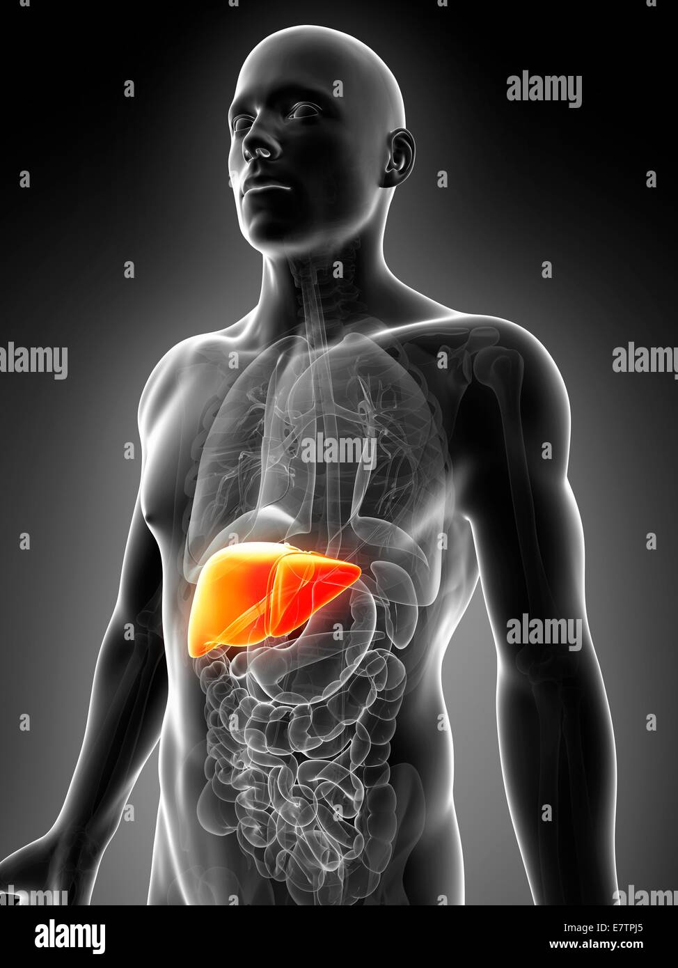 Human liver, computer artwork Stock Photo - Alamy