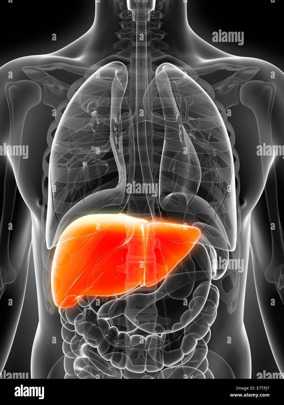 Human liver, computer artwork Stock Photo - Alamy