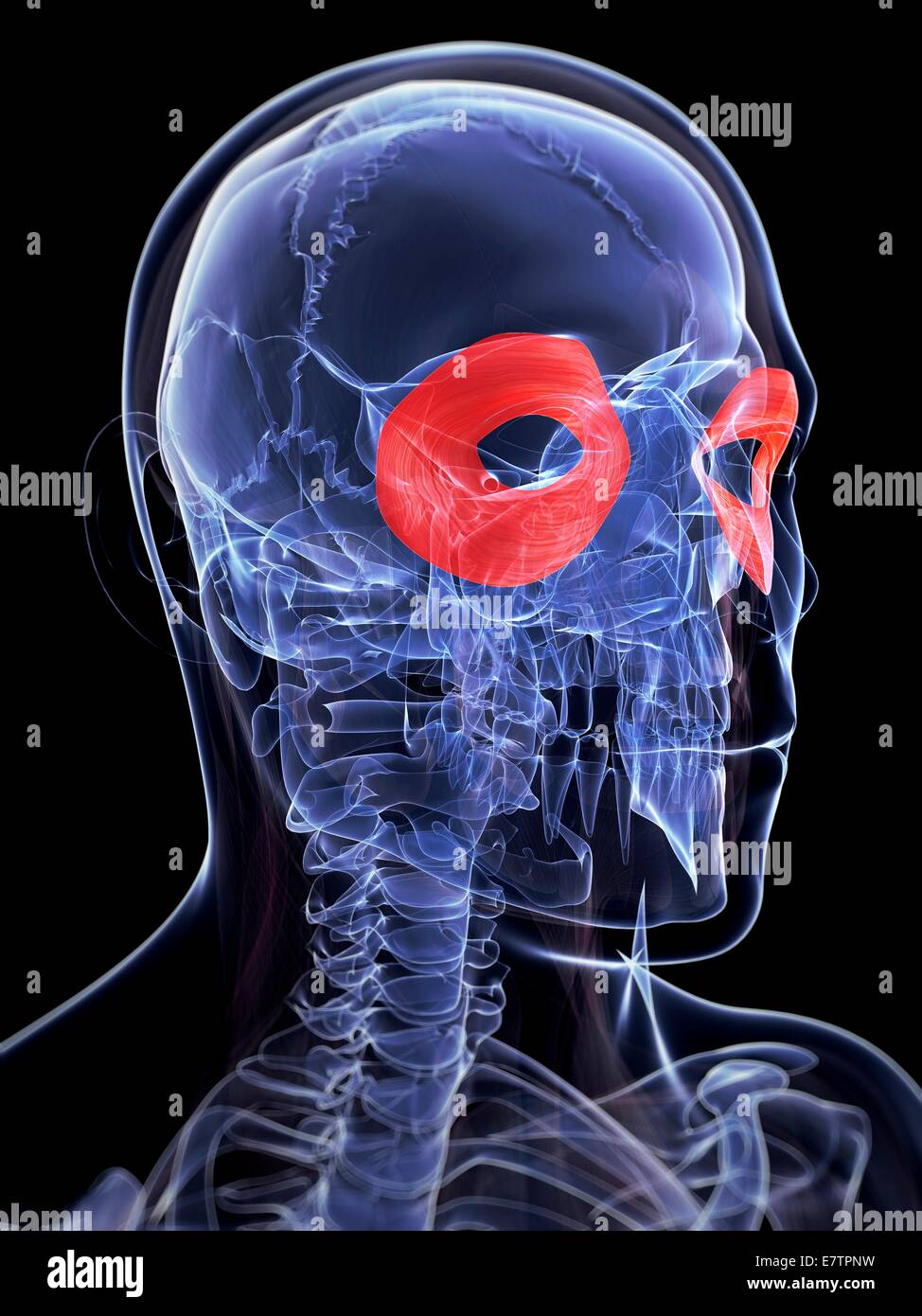 Human eye muscles, computer artwork Stock Photo - Alamy