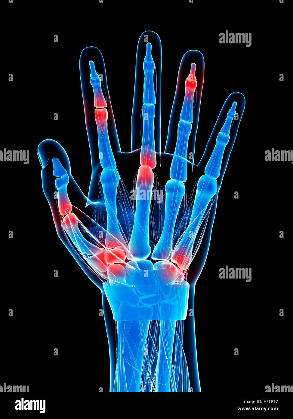 Human finger joints, computer artwork Stock Photo - Alamy