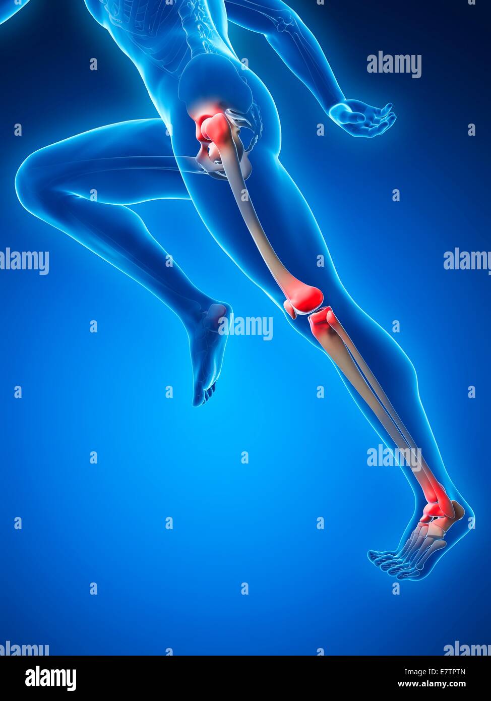 Runner's joints, computer artwork Stock Photo - Alamy