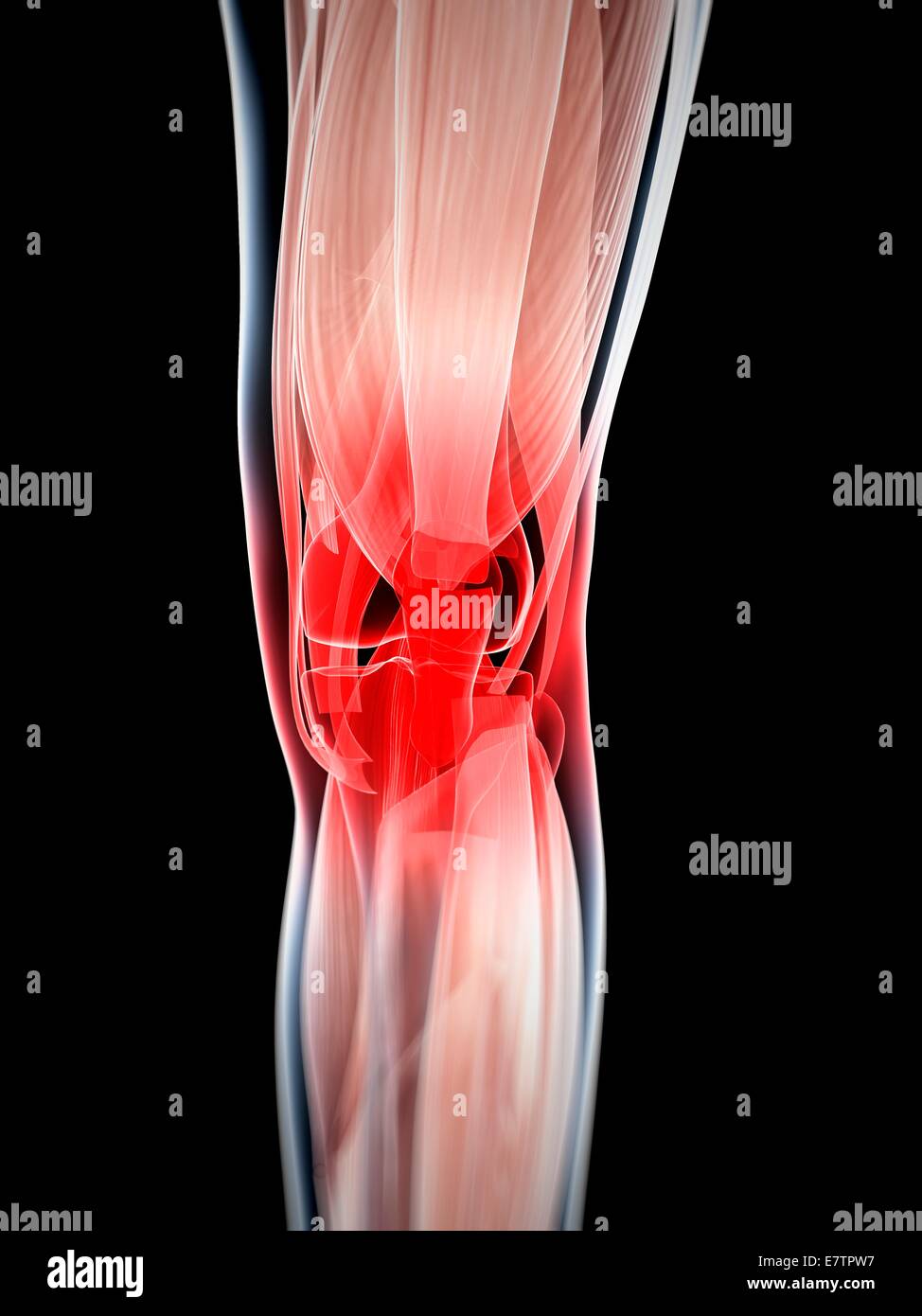 Human knee muscles, computer artwork Stock Photo - Alamy