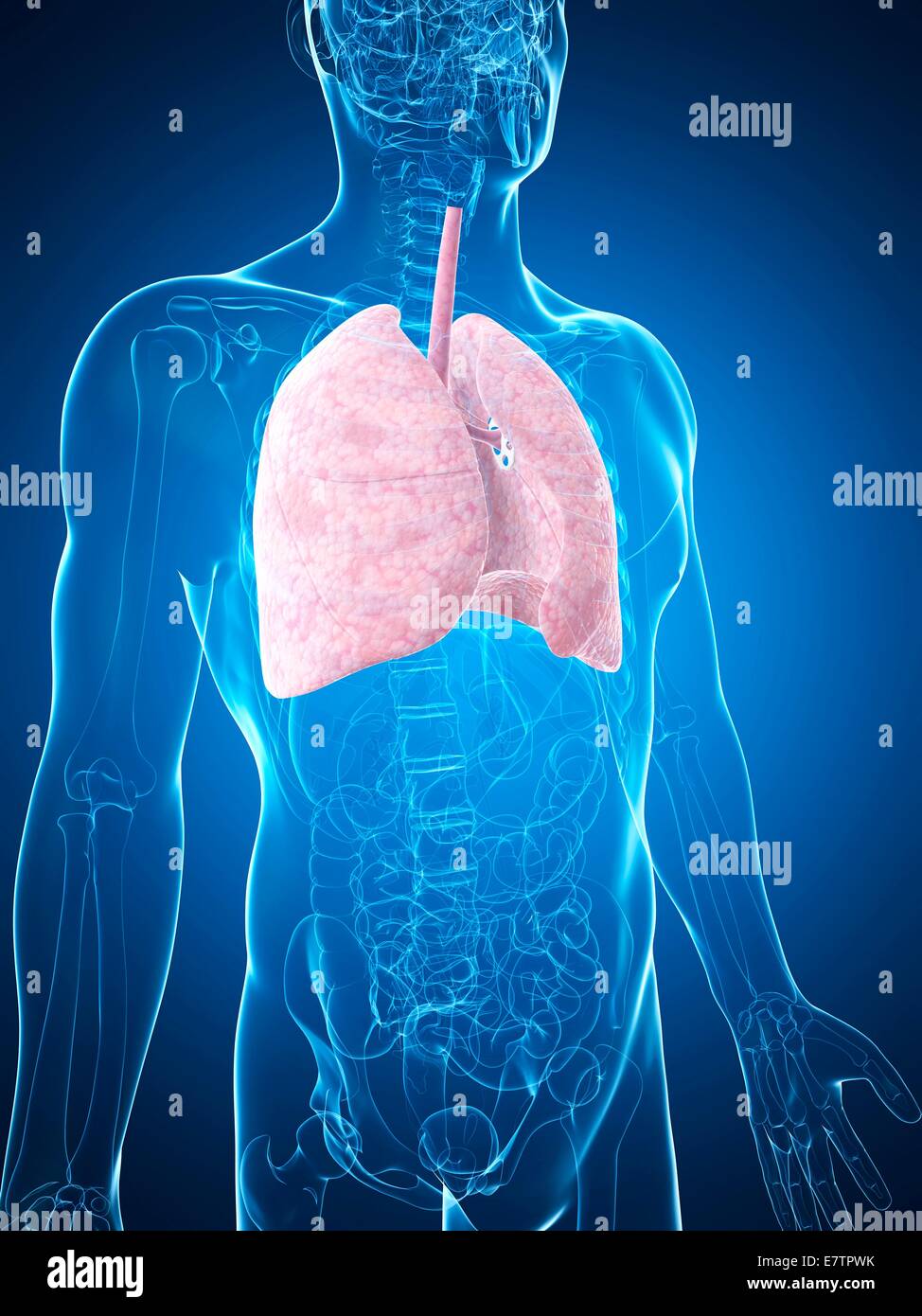 Human lungs, computer artwork Stock Photo - Alamy