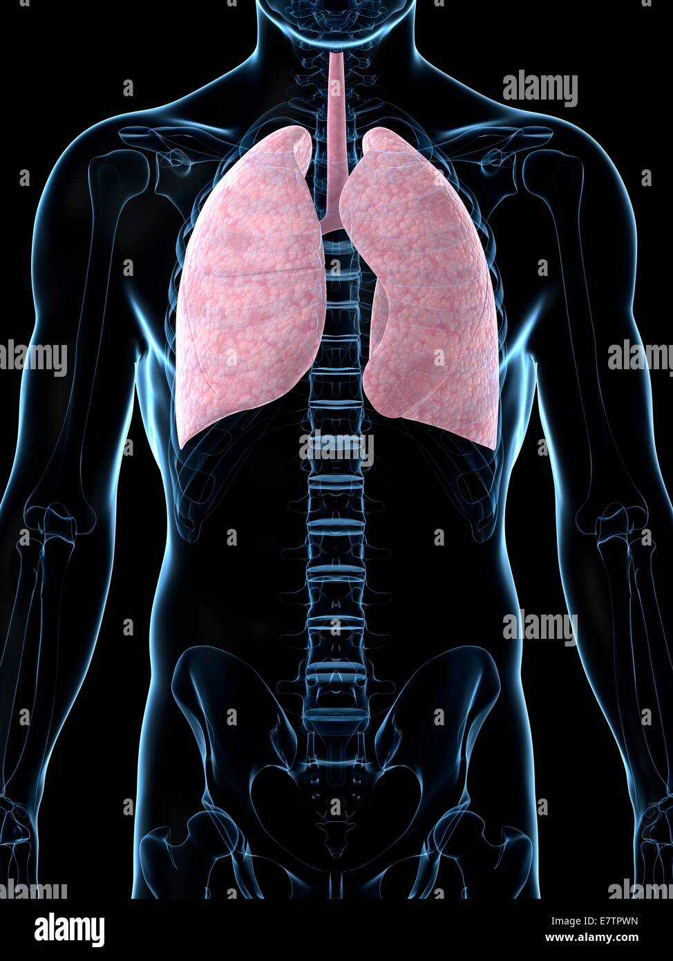Human lungs, computer artwork Stock Photo - Alamy