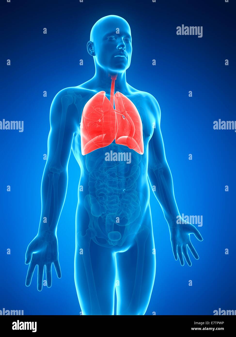 Human lungs, computer artwork Stock Photo - Alamy