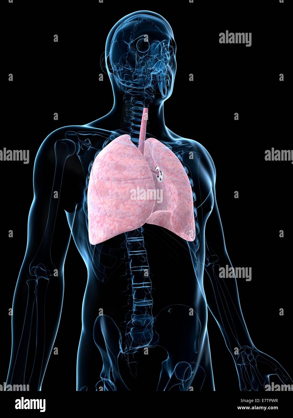 Human lungs, computer artwork Stock Photo - Alamy