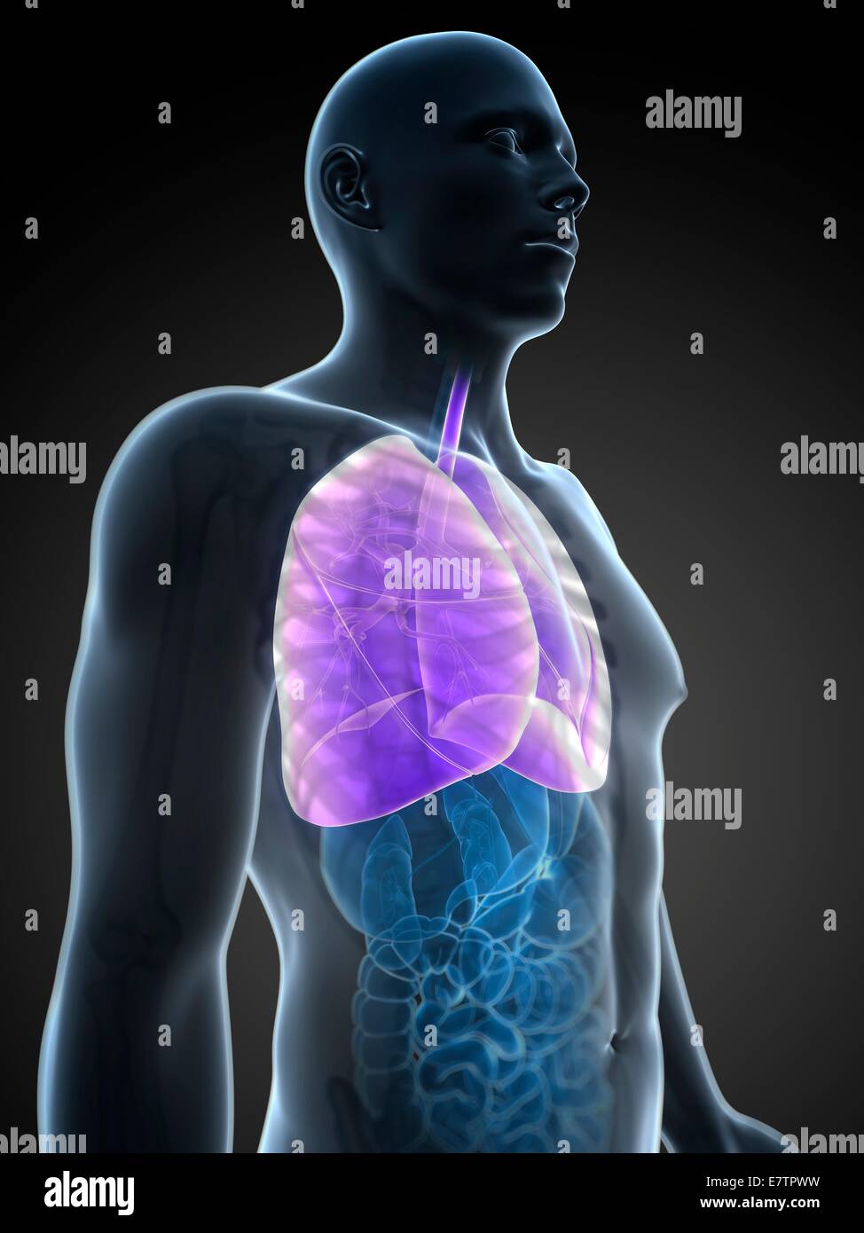 Human lungs, computer artwork Stock Photo - Alamy