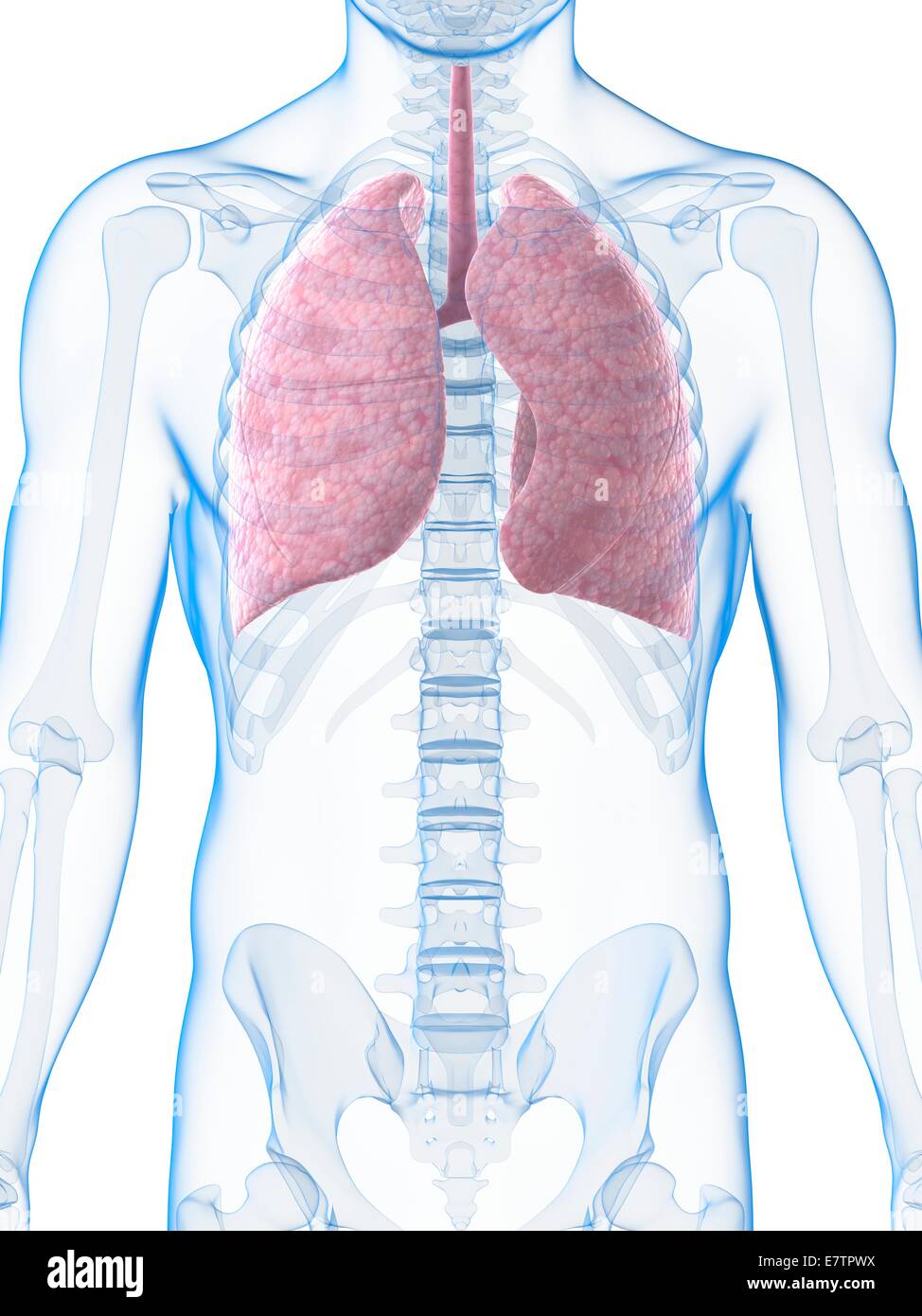 Human lungs, computer artwork Stock Photo - Alamy