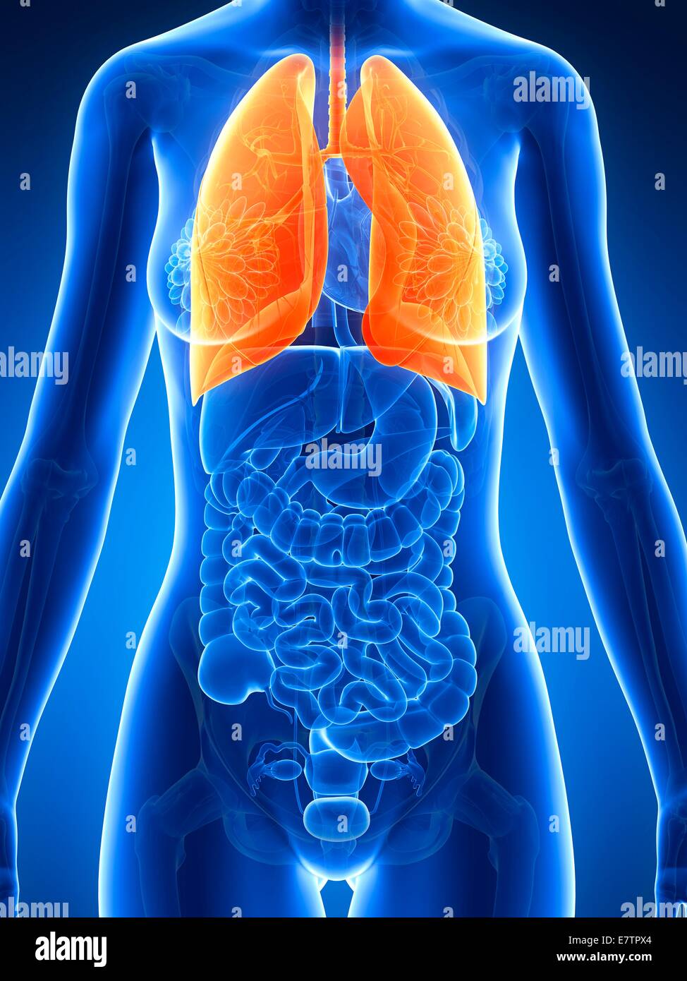 Human lungs, computer artwork Stock Photo - Alamy