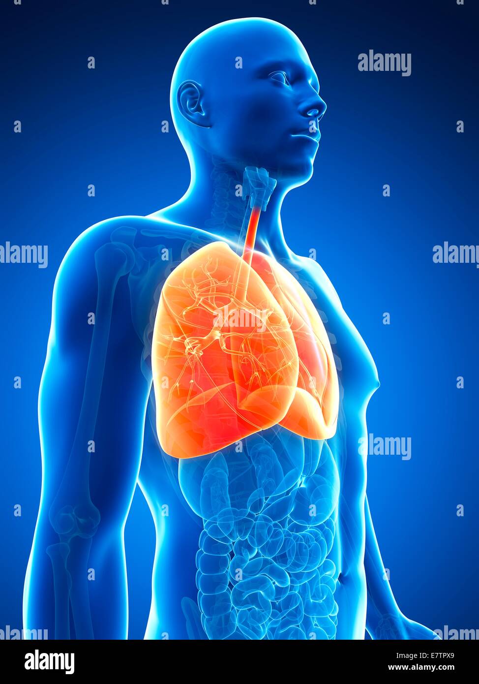 Human lungs, computer artwork Stock Photo - Alamy