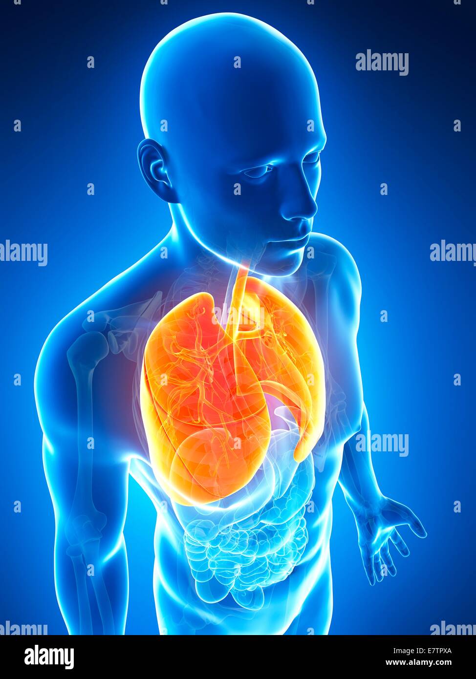 Human lungs, computer artwork Stock Photo - Alamy