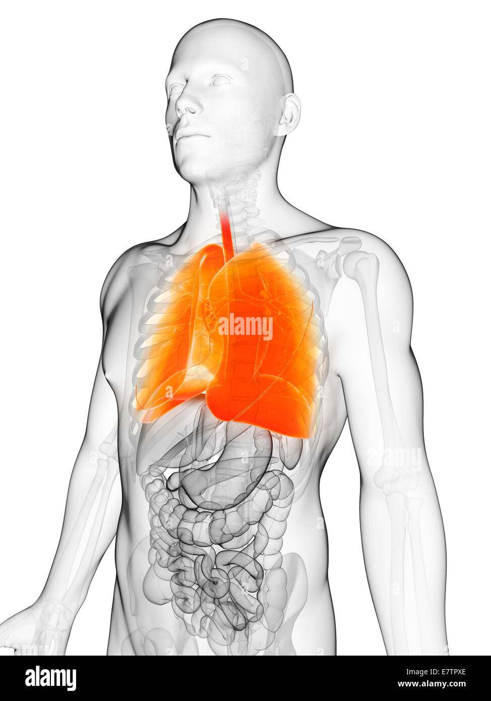 Human lungs, computer artwork Stock Photo - Alamy