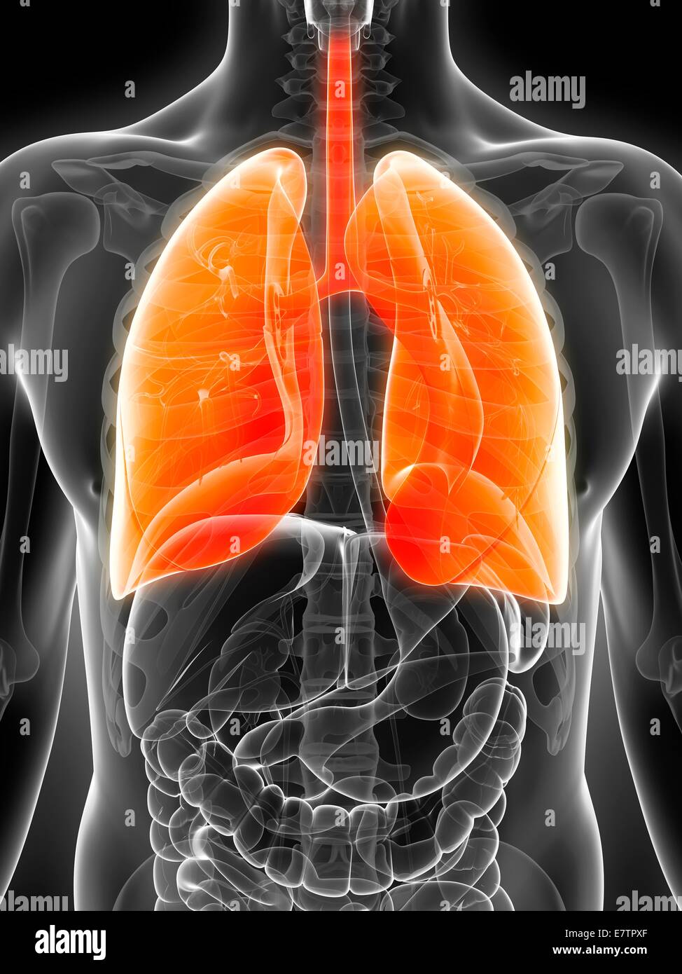 Human lungs, computer artwork Stock Photo - Alamy