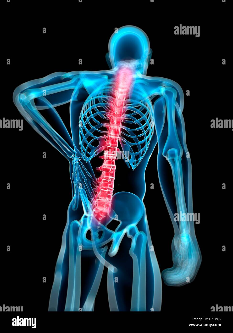 Human spine, computer artwork Stock Photo - Alamy