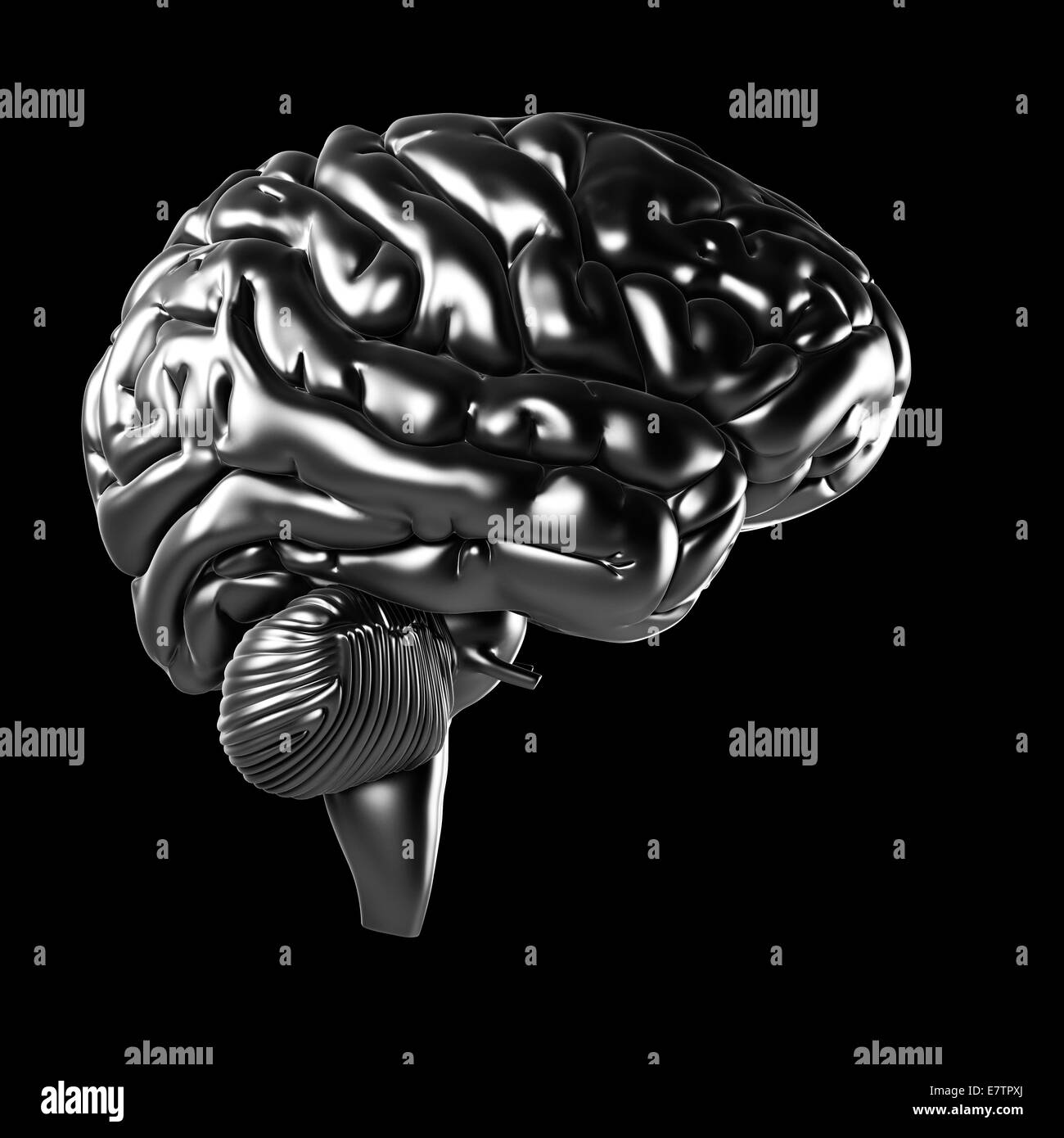 Human brain, computer artwork Stock Photo - Alamy