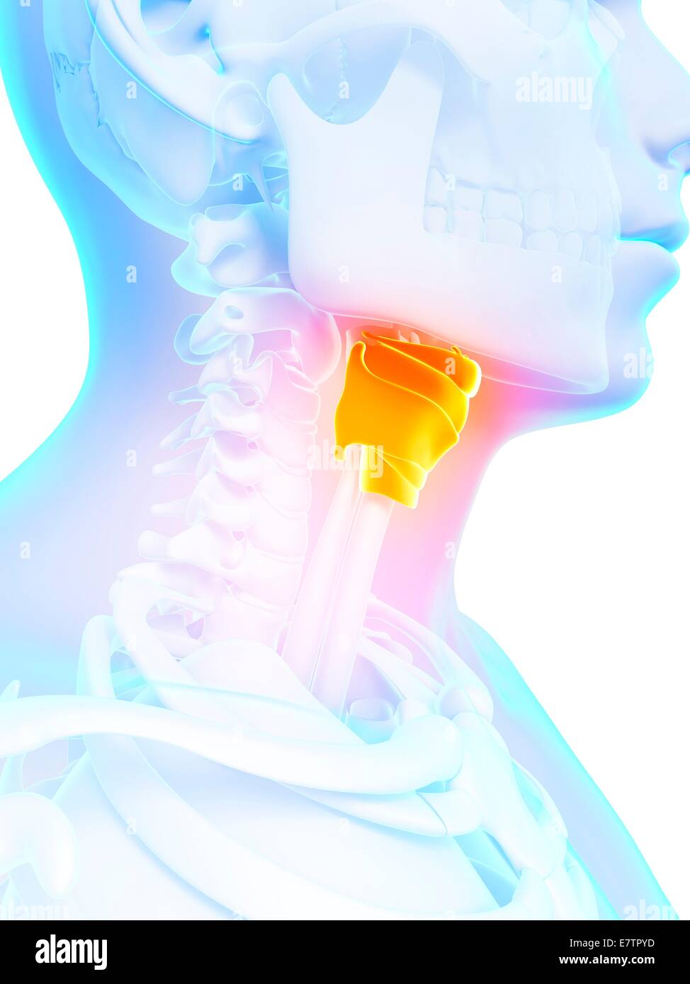 Human larynx, computer artwork Stock Photo - Alamy