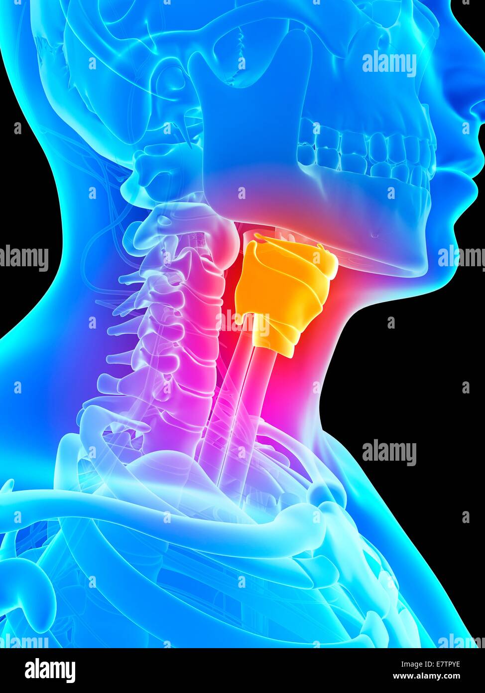 Human larynx hi-res stock photography and images - Alamy
