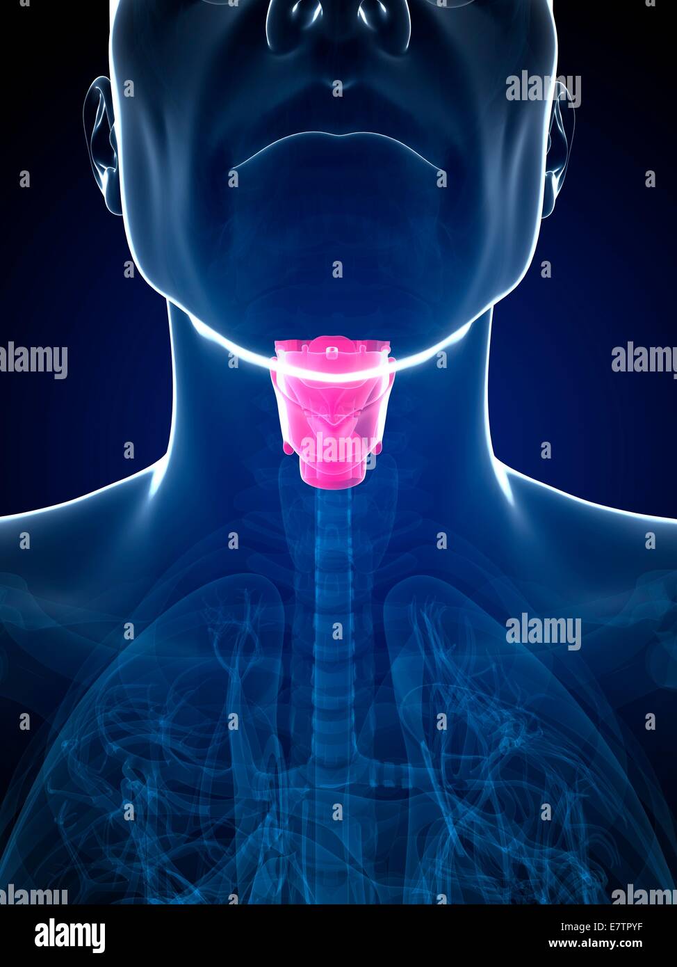Human larynx, computer artwork Stock Photo - Alamy