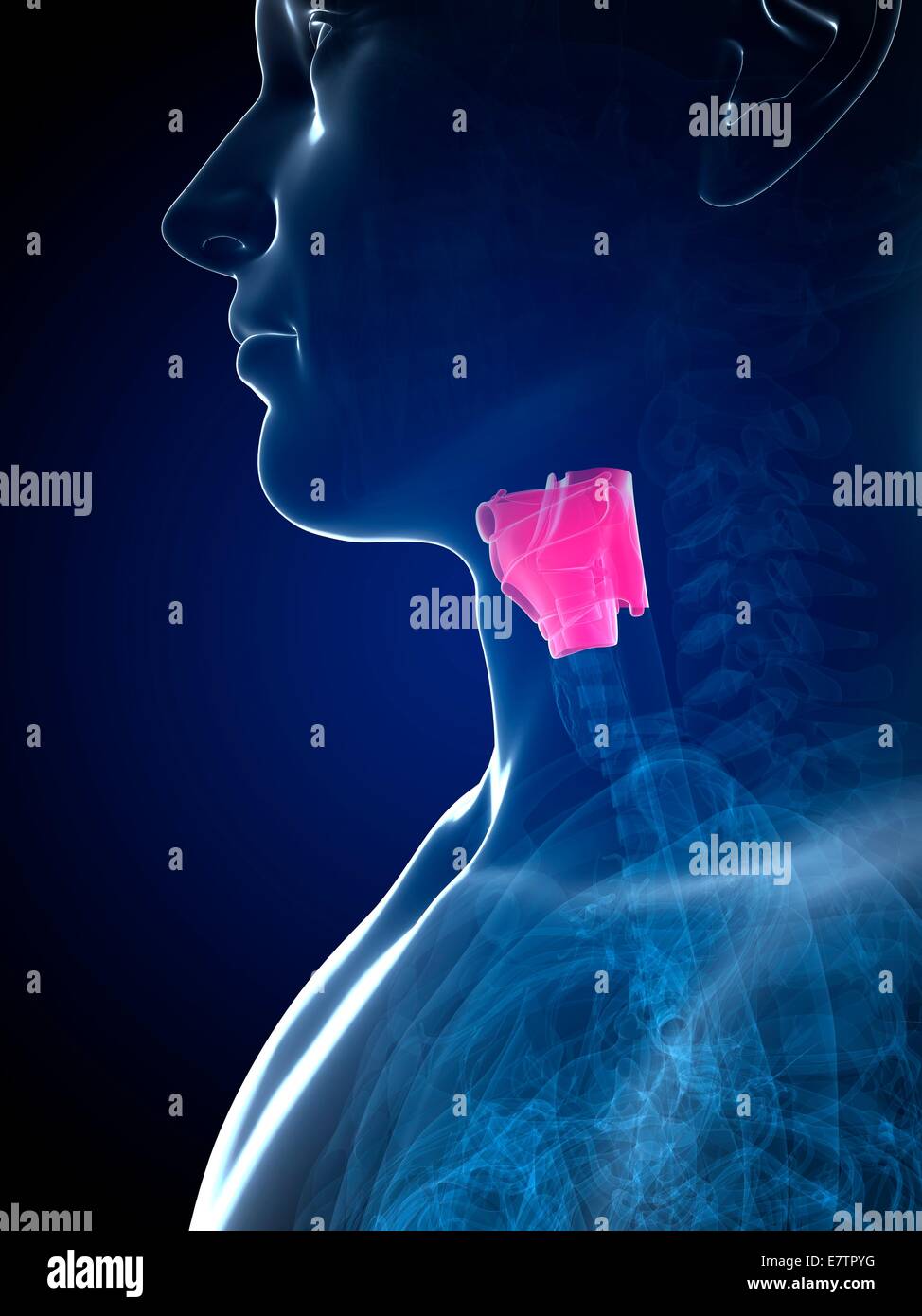Human larynx, computer artwork Stock Photo - Alamy