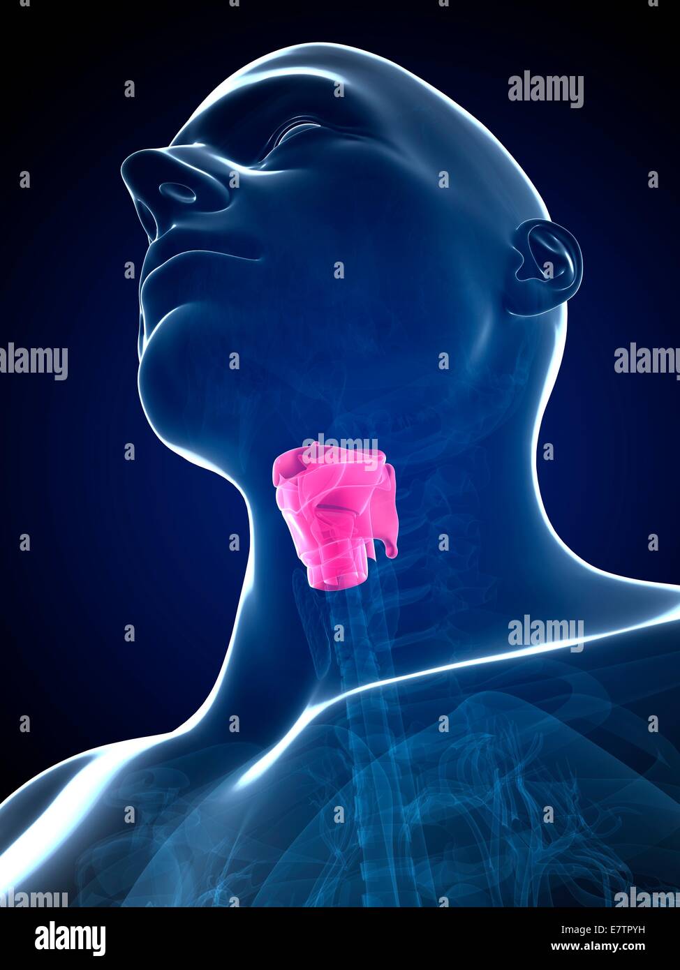 Voice box neck hi-res stock photography and images - Alamy