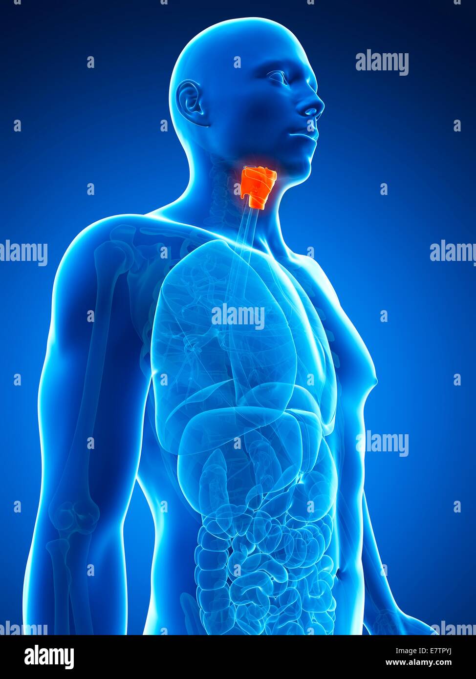 Human larynx, computer artwork Stock Photo - Alamy