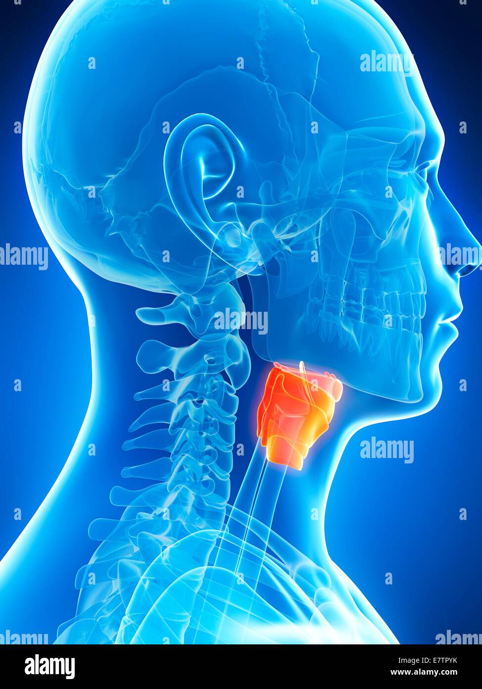 Human larynx, computer artwork Stock Photo - Alamy