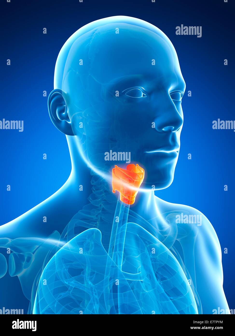 Human larynx, computer artwork Stock Photo - Alamy
