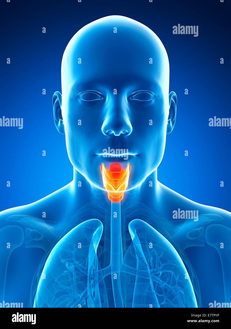 Human larynx, computer artwork Stock Photo - Alamy