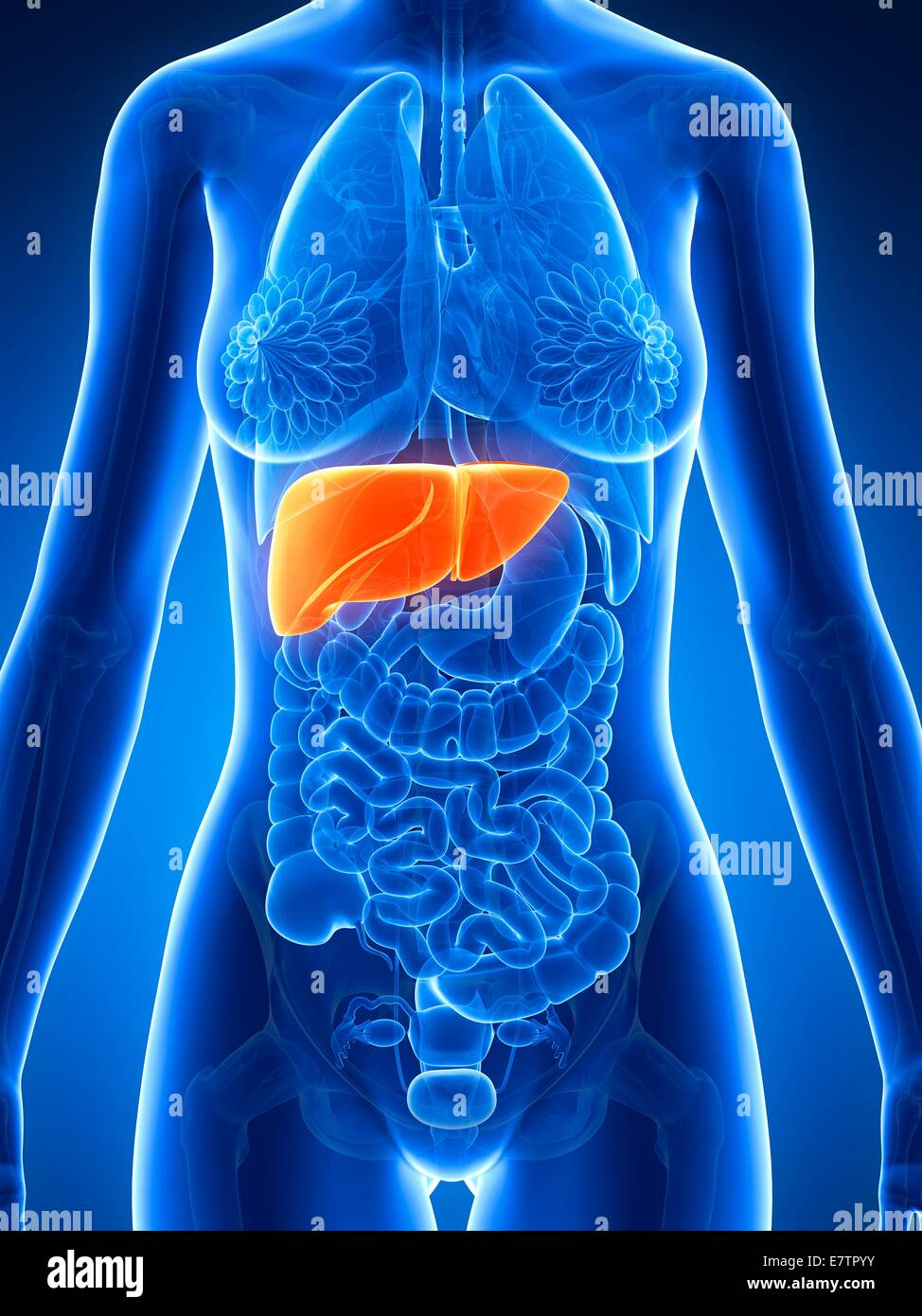Female liver, computer artwork Stock Photo - Alamy