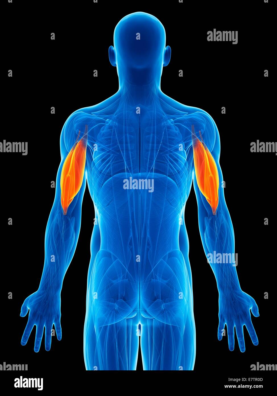 Human triceps hi-res stock photography and images - Alamy