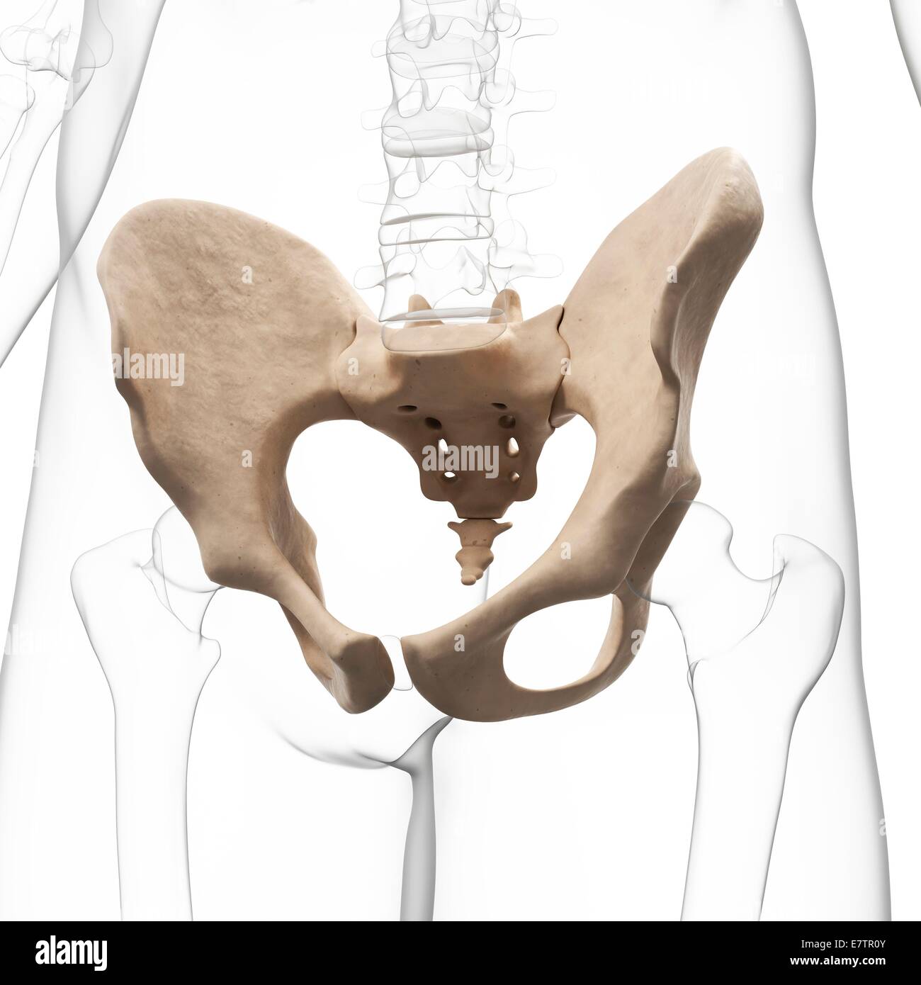 Human hip bone, computer artwork Stock Photo - Alamy