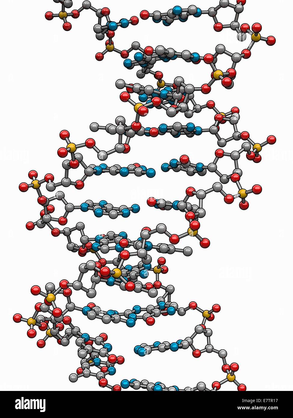 DNA (Deoxyribonucleic acid) molecular model, computer artwork Stock ...