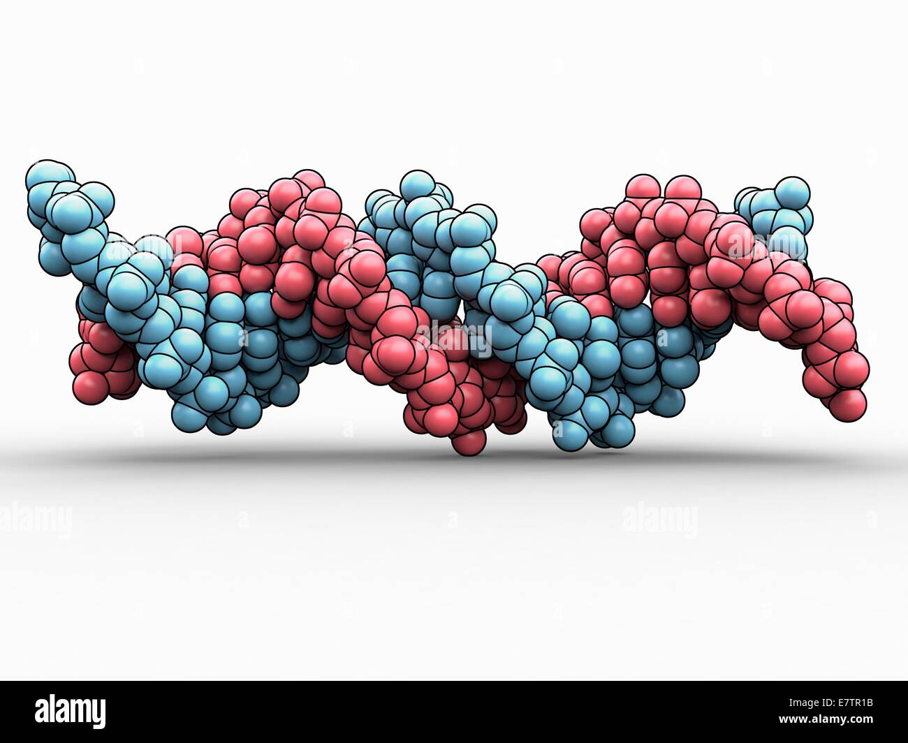DNA (Deoxyribonucleic acid) molecular model, computer artwork Stock ...