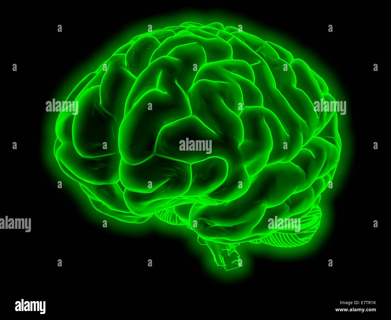 Human brain, computer artwork Stock Photo - Alamy