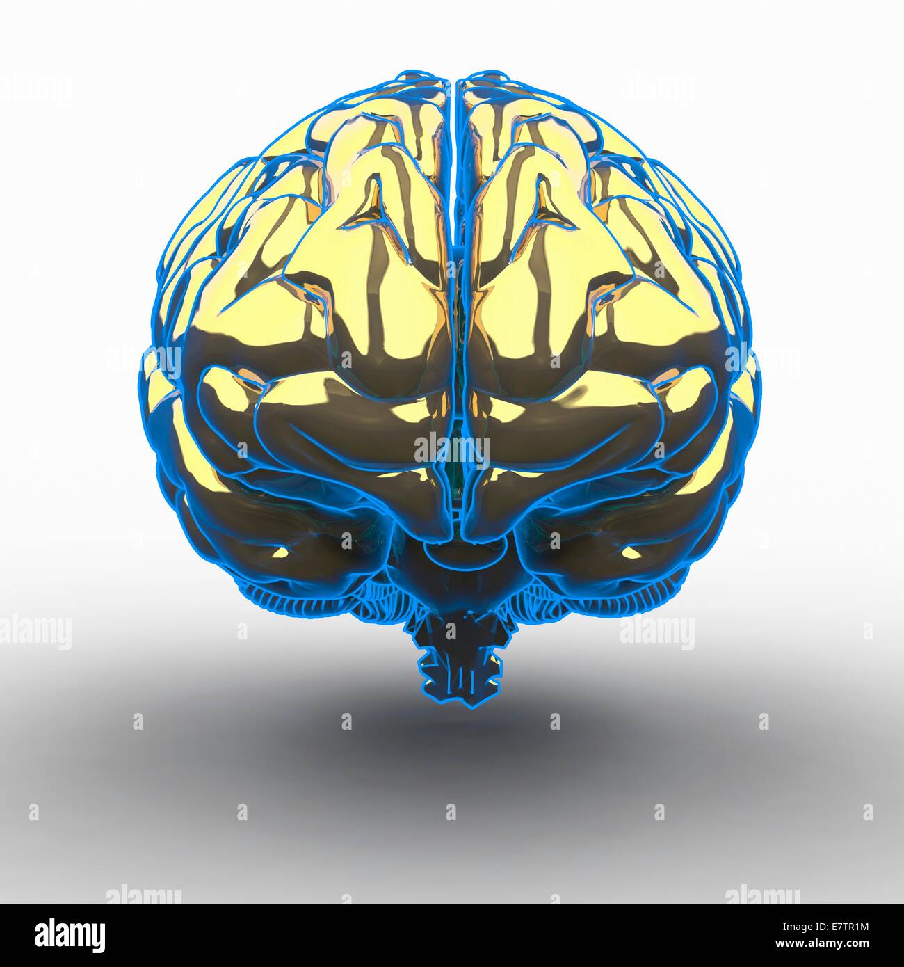 Human brain, computer artwork Stock Photo - Alamy