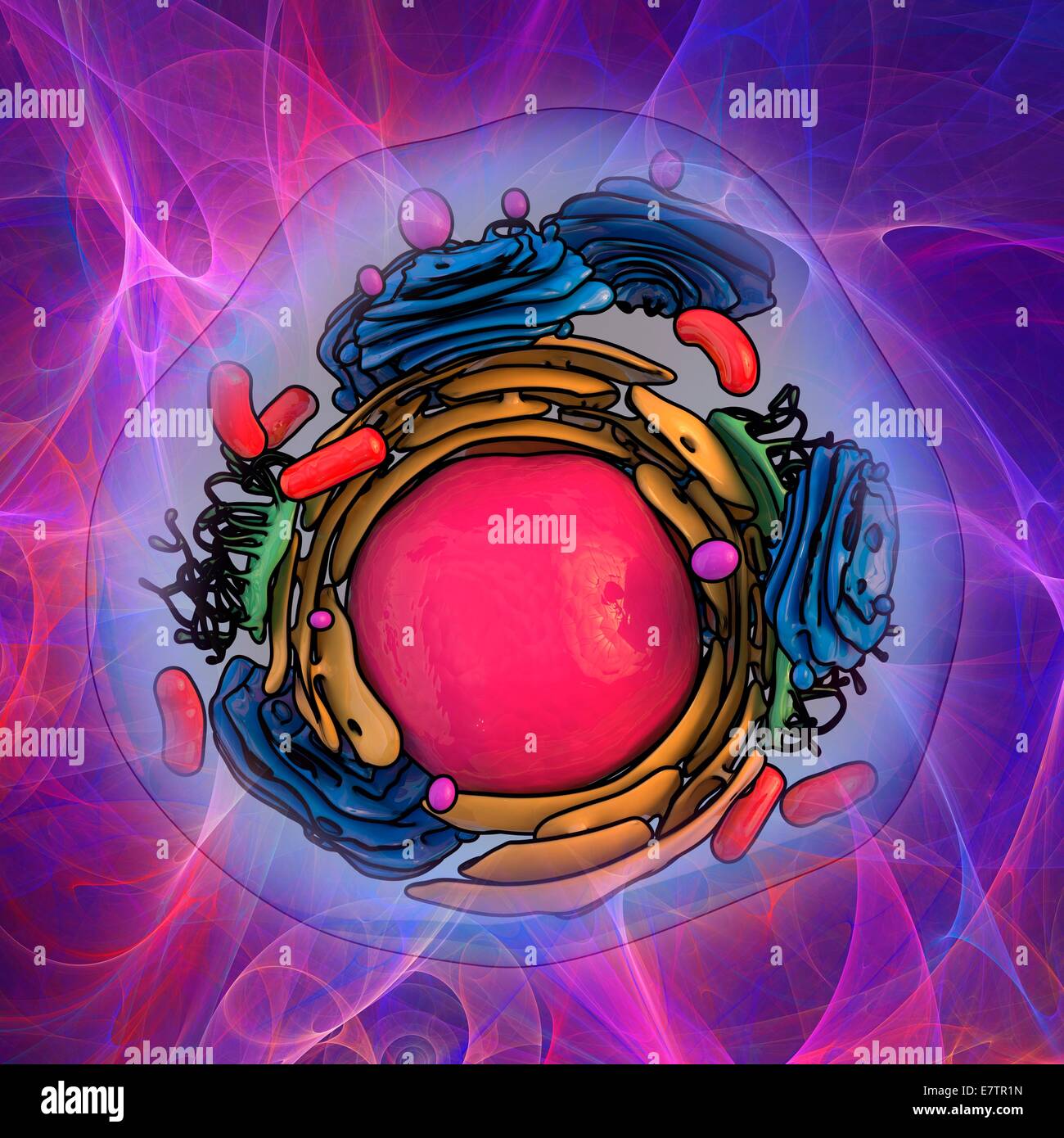 Animal cell structure, computer artwork Stock Photo - Alamy
