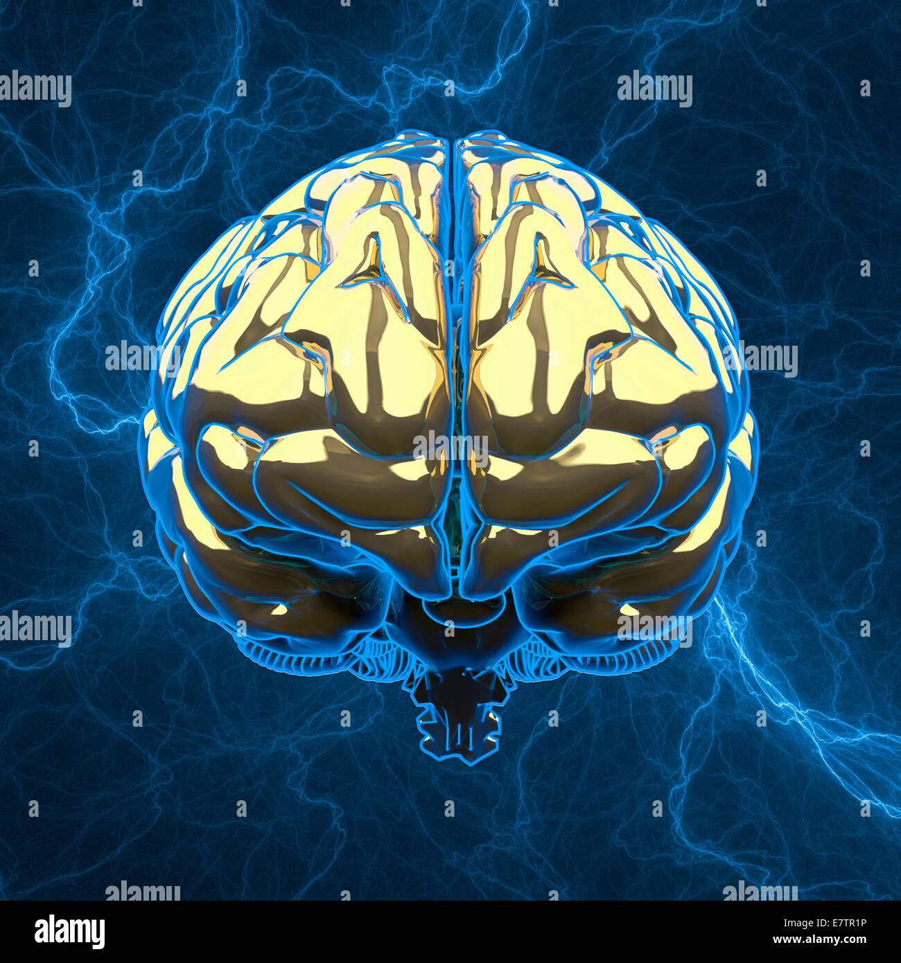 Human brain, computer artwork Stock Photo - Alamy