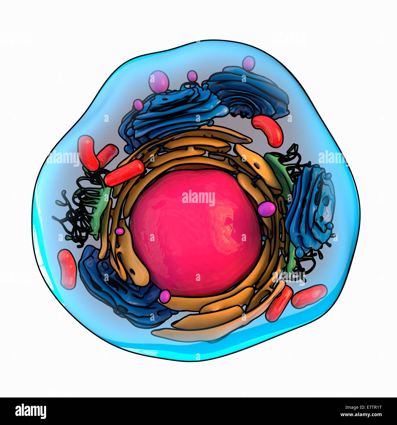 Animal cell structure, computer artwork Stock Photo - Alamy