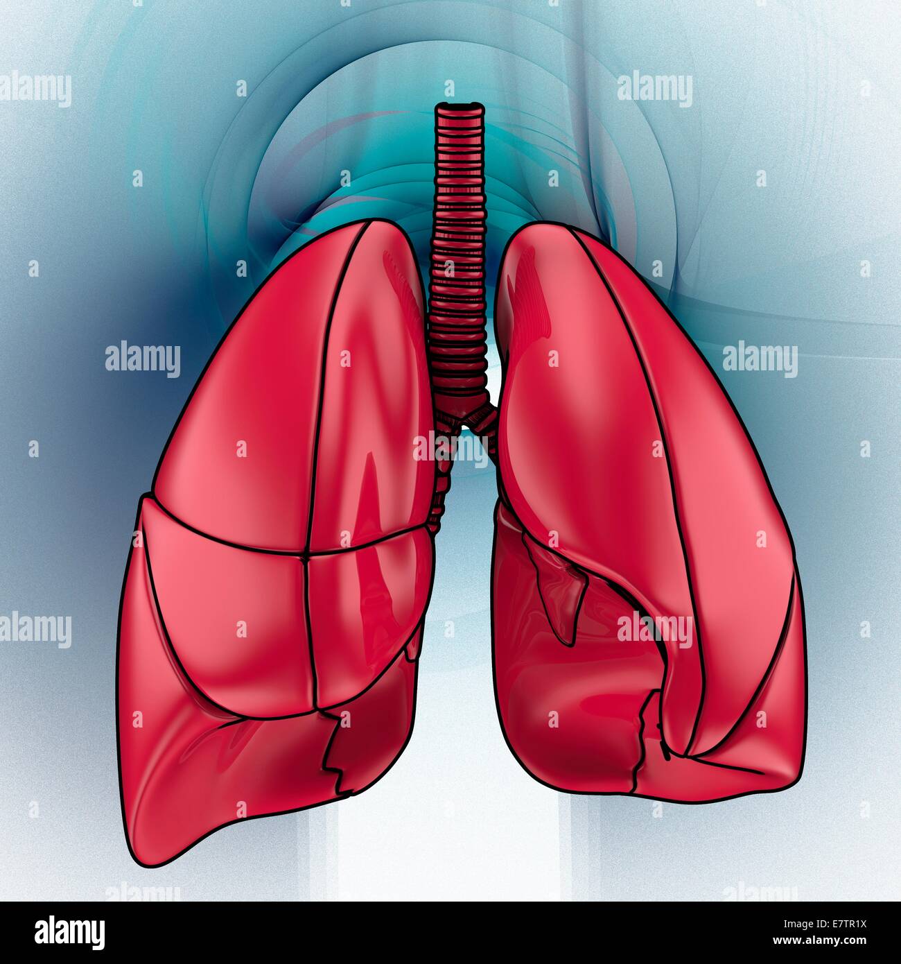 Human lungs, computer artwork Stock Photo - Alamy