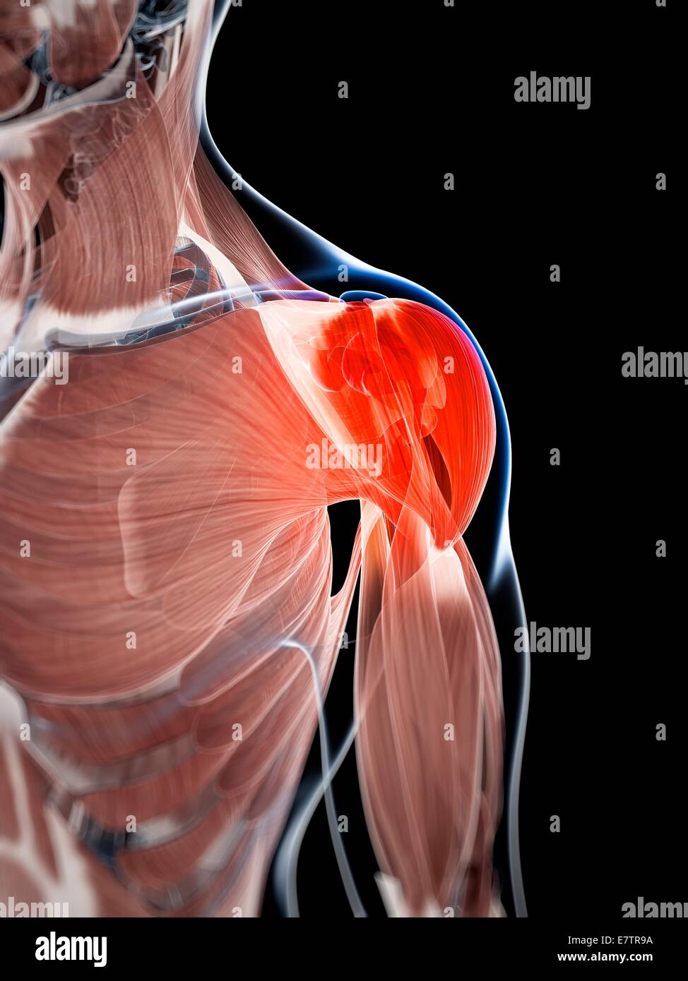 Human shoulder pain, computer artwork Stock Photo - Alamy
